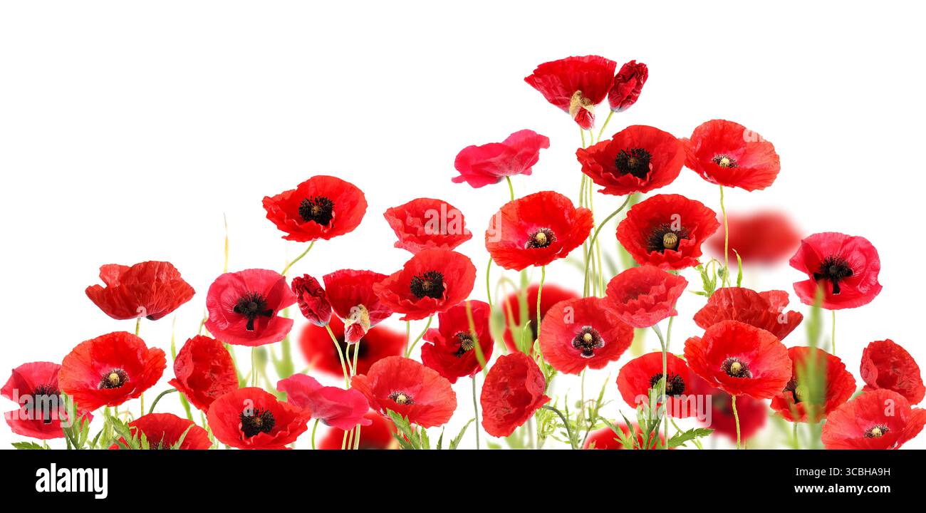 Selective focus red flowers Cut Out Stock Images & Pictures - Alamy