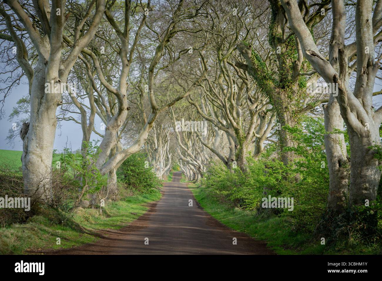 A stunning view of The Dark Hedges in Northern Ireland captured during ...