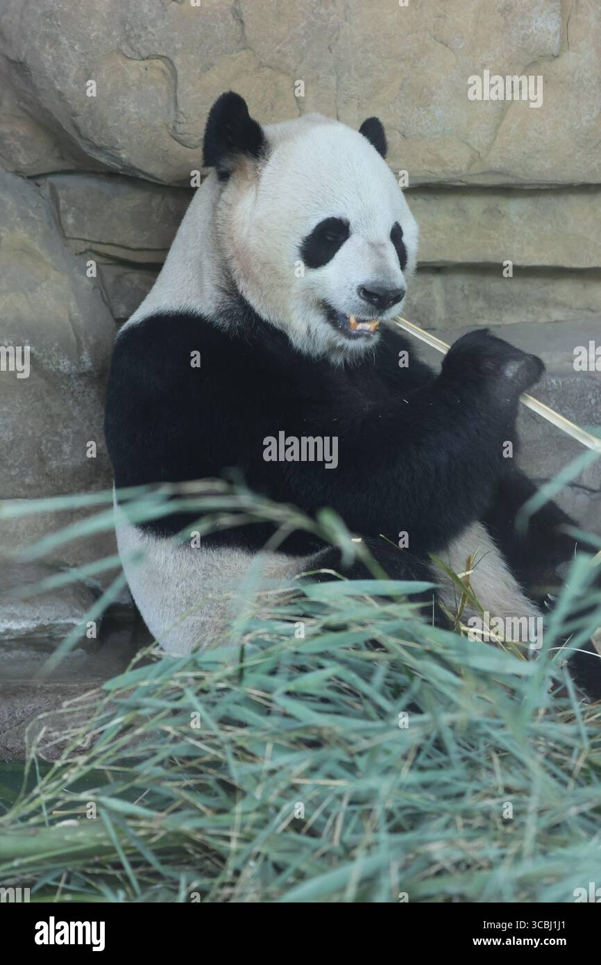 Giant panda enjoying fresh hi-res stock photography and images - Alamy