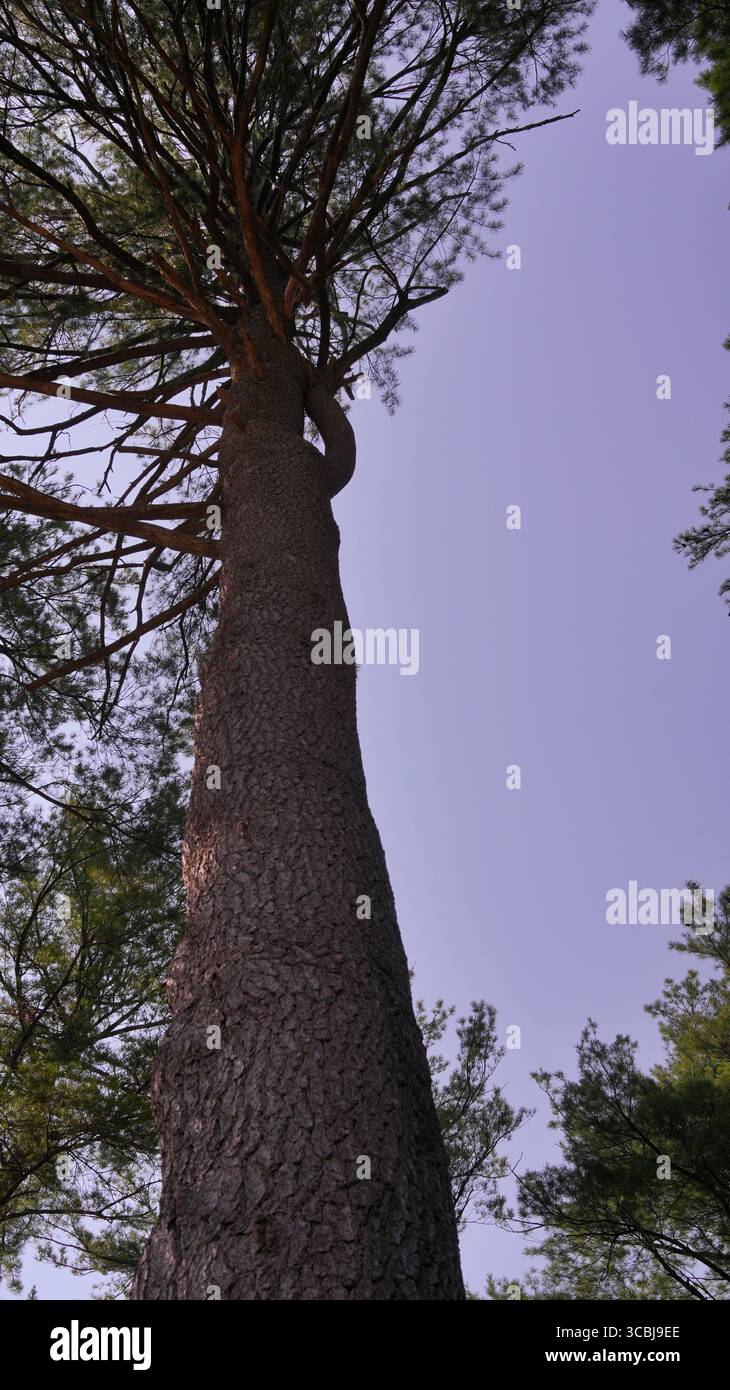 Tall pine tree viewed from below, showcasing its height and strong ...
