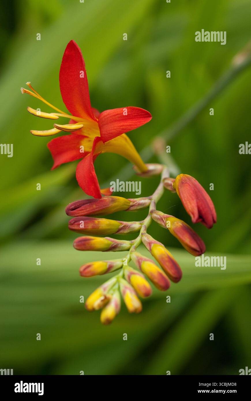 Slender green leaves emerge hi-res stock photography and images - Alamy