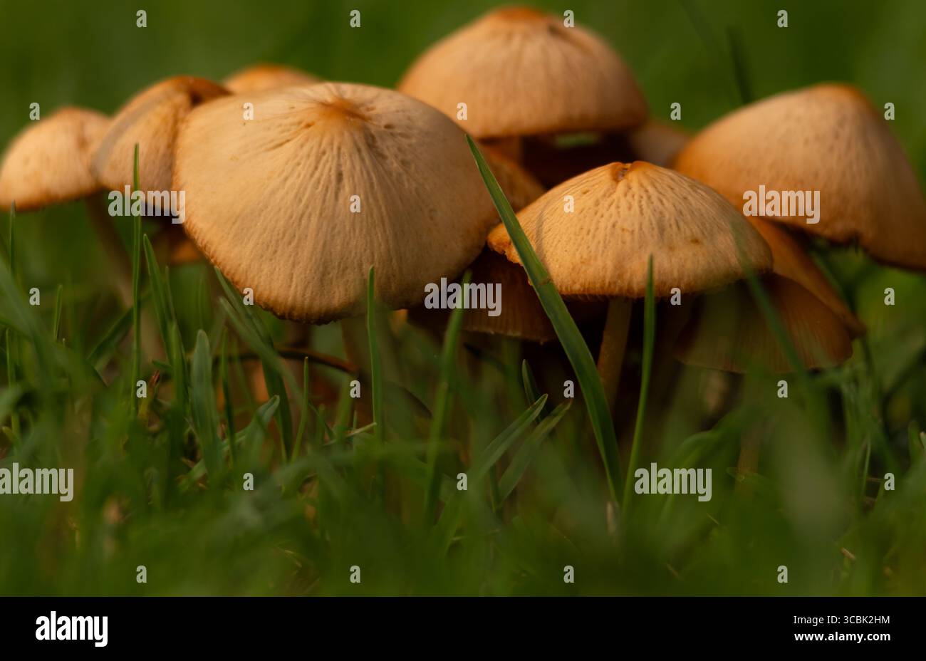 Conocybe species fungi closeup in rainy season forest. Photographed in ...