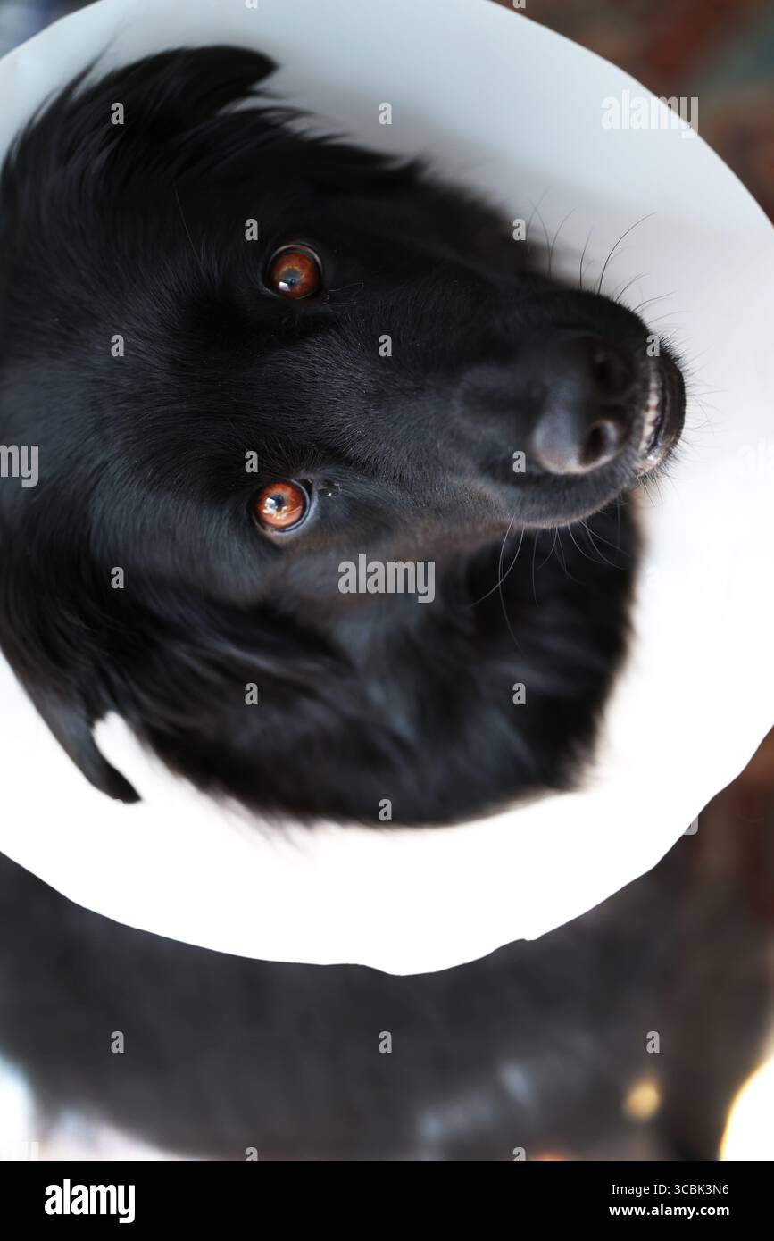 Atilla the German Shepherd mix in a dog cone Stock Photo - Alamy