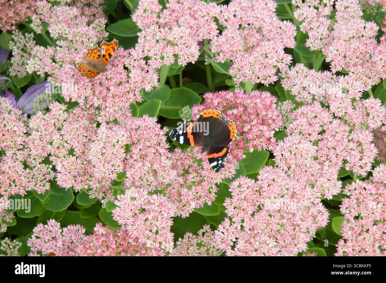 Butterflies flutter over flowers in hi-res stock photography and images ...