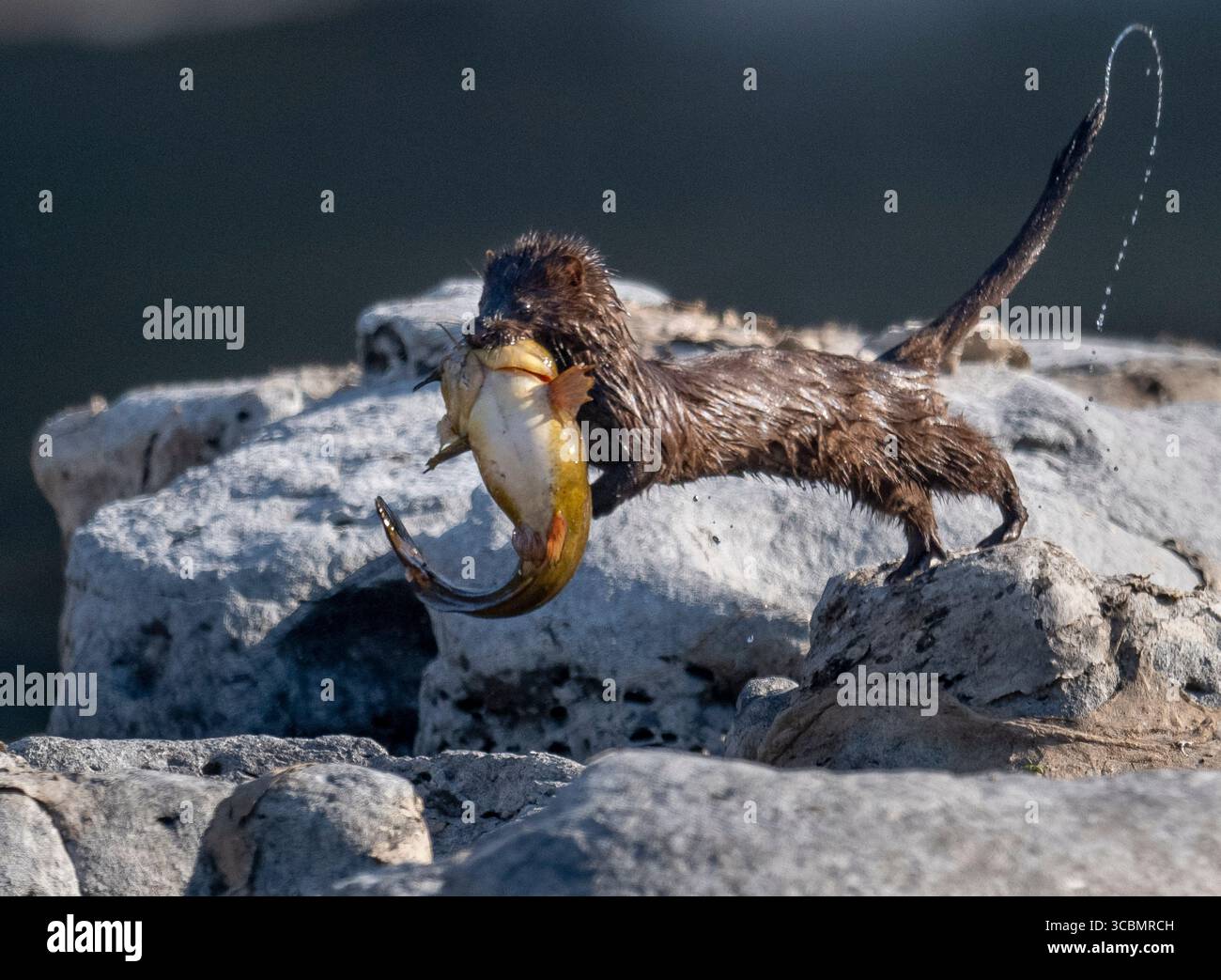 Catfish family tree hi-res stock photography and images - Alamy