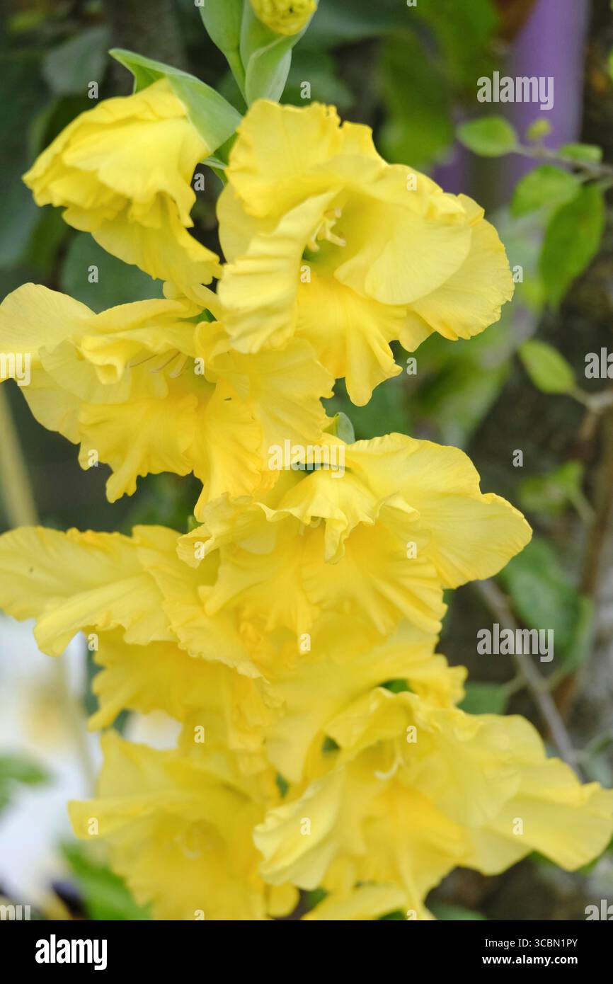 Gladiolus sp., a vibrant yellow grandiflora-type cultivar in the family ...