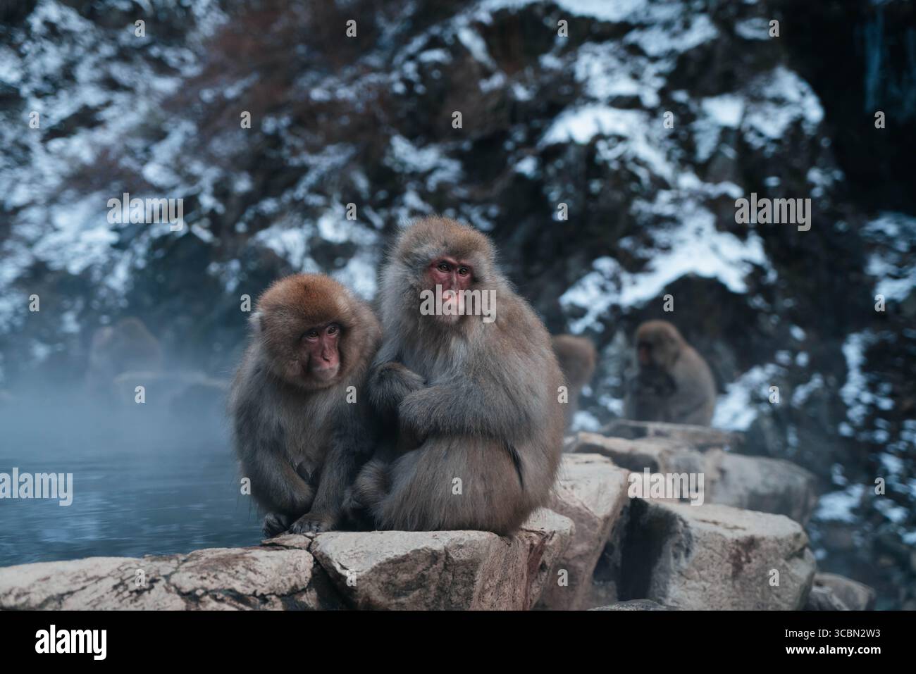 Snow monkeys in a hot spring Stock Photo - Alamy