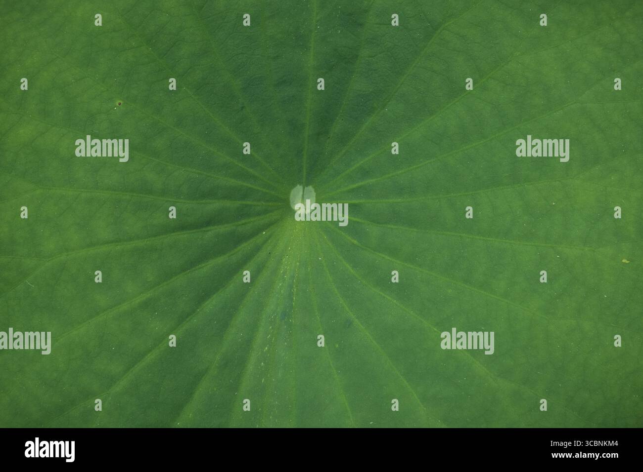 Pond with lotus leaf hi-res stock photography and images - Alamy