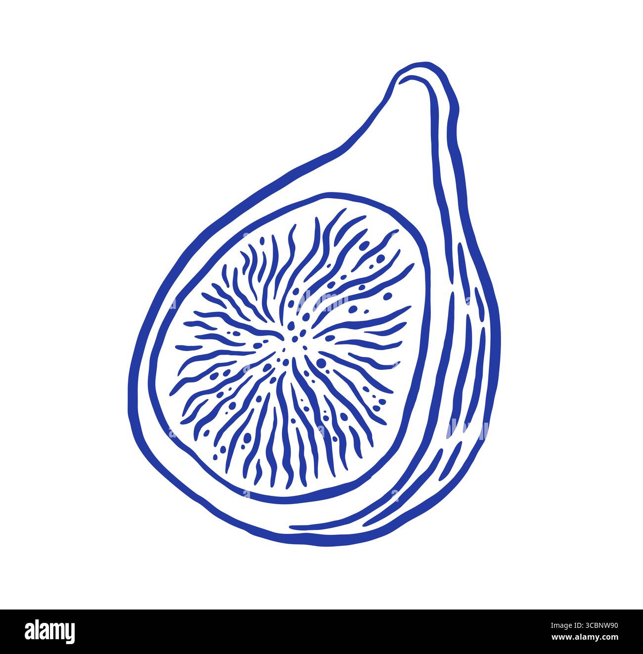 Hand draw fig vector illustration. Berry in doodle style Stock Vector ...