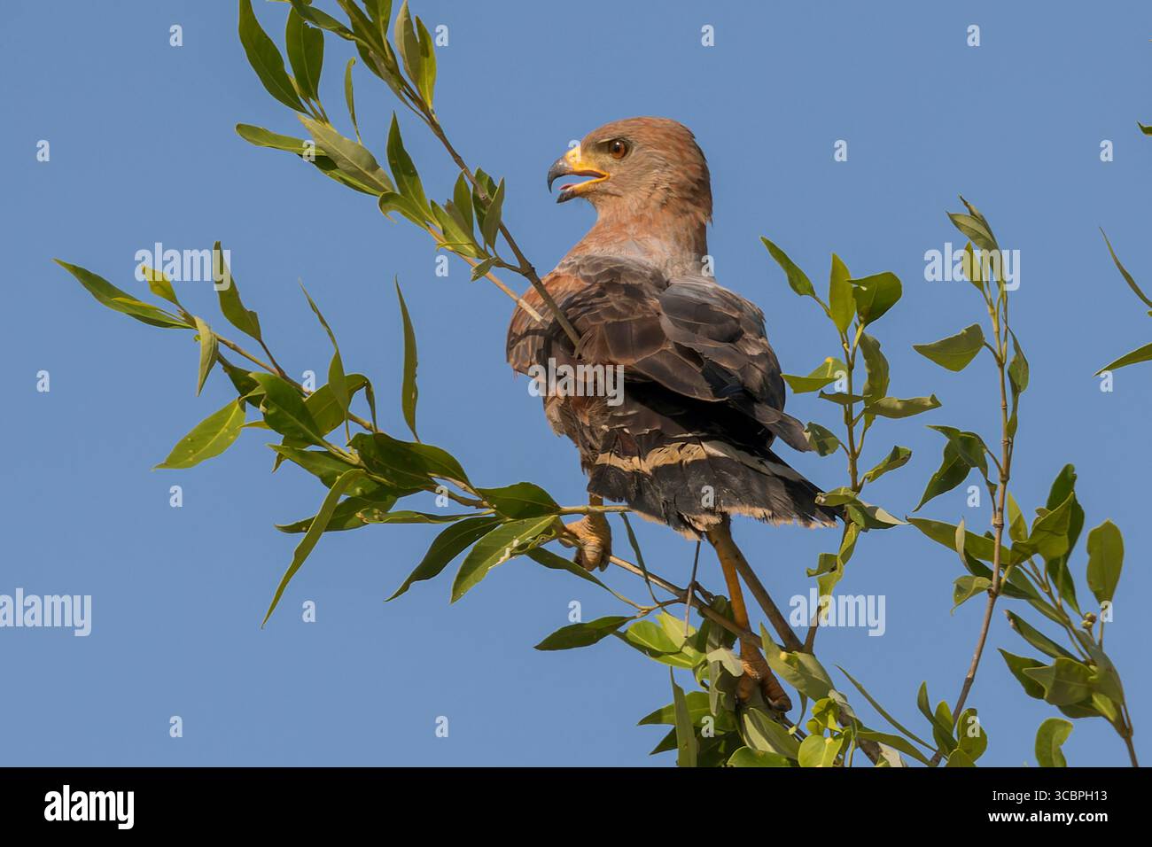 Red-winged hawk, Savanna hawk, Savannah hawk (Buteogallus meridionalis ...