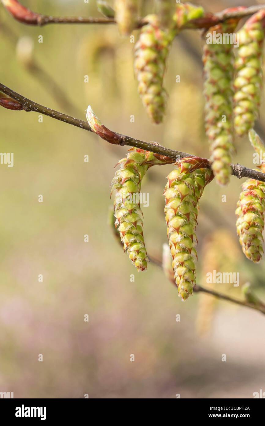 common hornbeam, European hornbeam (Carpinus betulus 'Columnaris ...