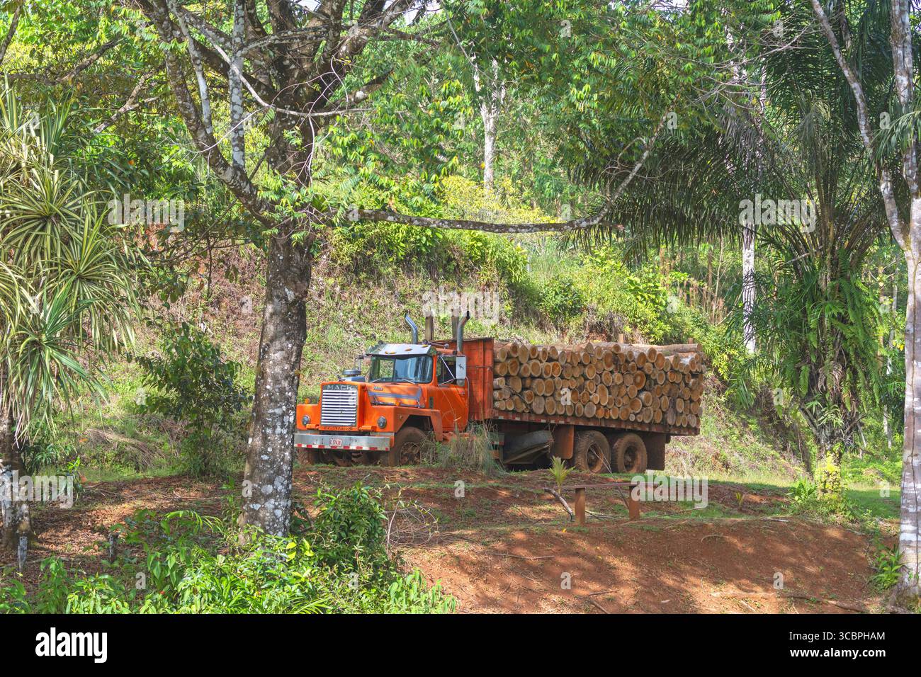 Rainforest clearing, truck transports felled timber from the rainforest ...