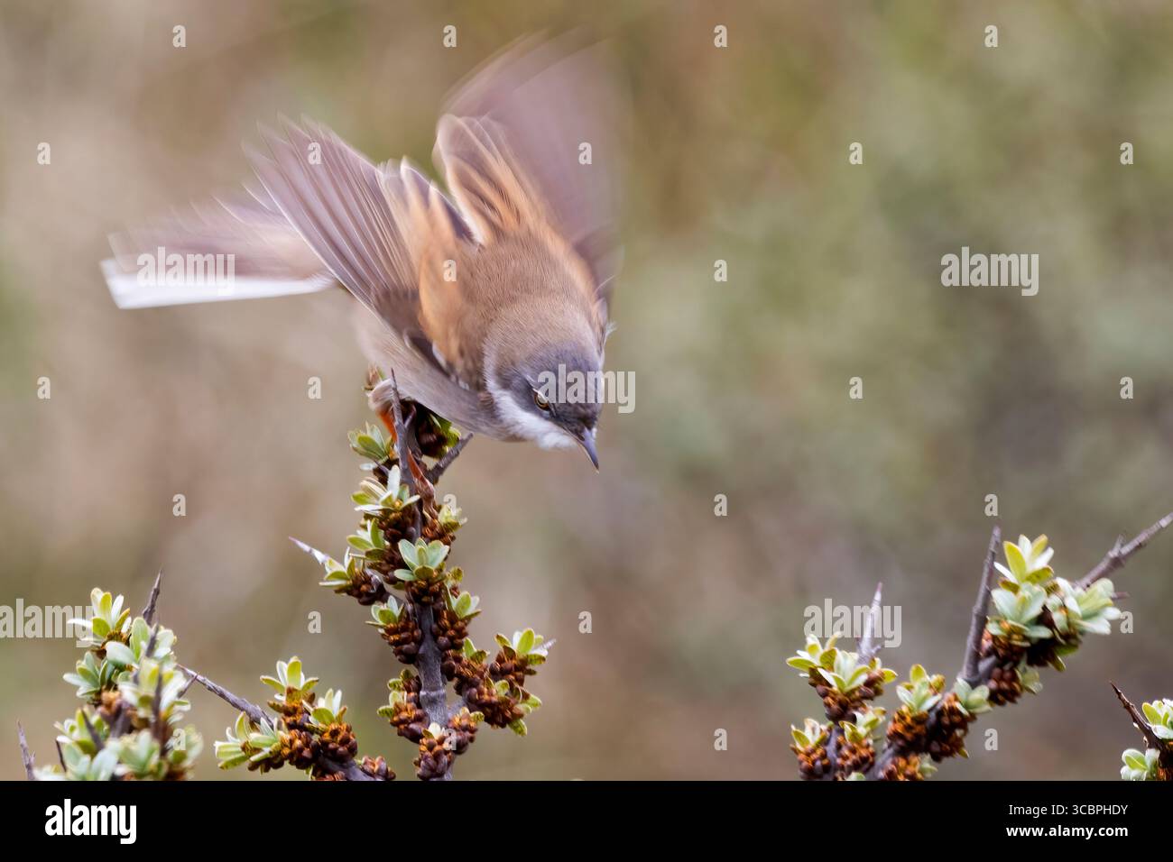 whitethroat (Sylvia communis, Curruca communis), starting from on a ...