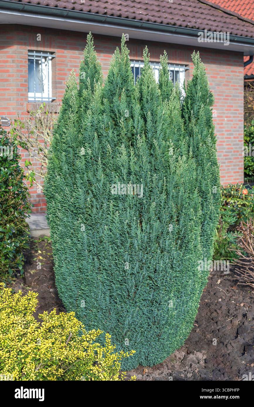 Lawson cypress, Port Orford cedar (Chamaecyparis lawsoniana 'Snow White ...