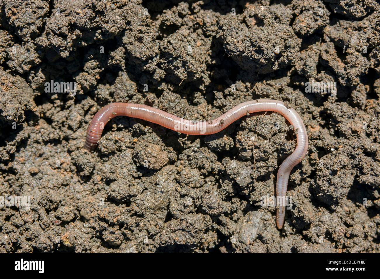 common earthworm, earthworm; lob worm, dew worm, squirreltail worm ...
