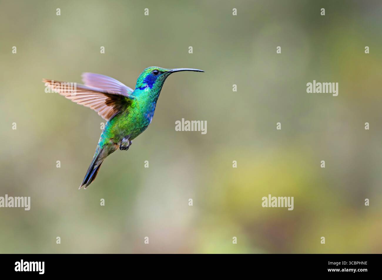 lesser violetear, mountain violet-ear (Colibri cyanotus), flying in the ...