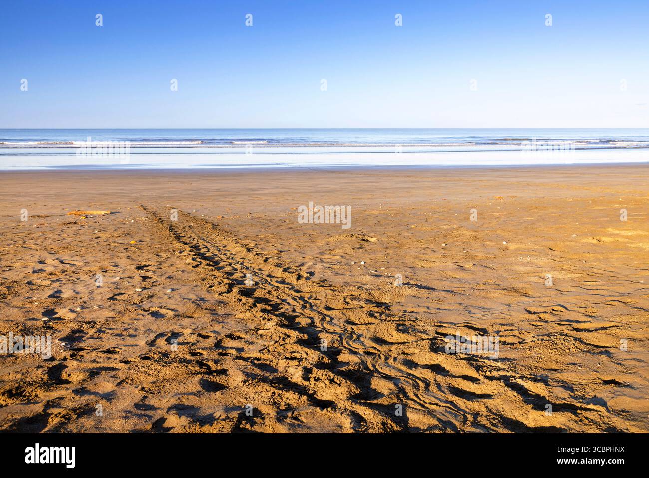 Olive ridley, Pacific ridley turtle, Olive ridley sea turtle, Pacific ...