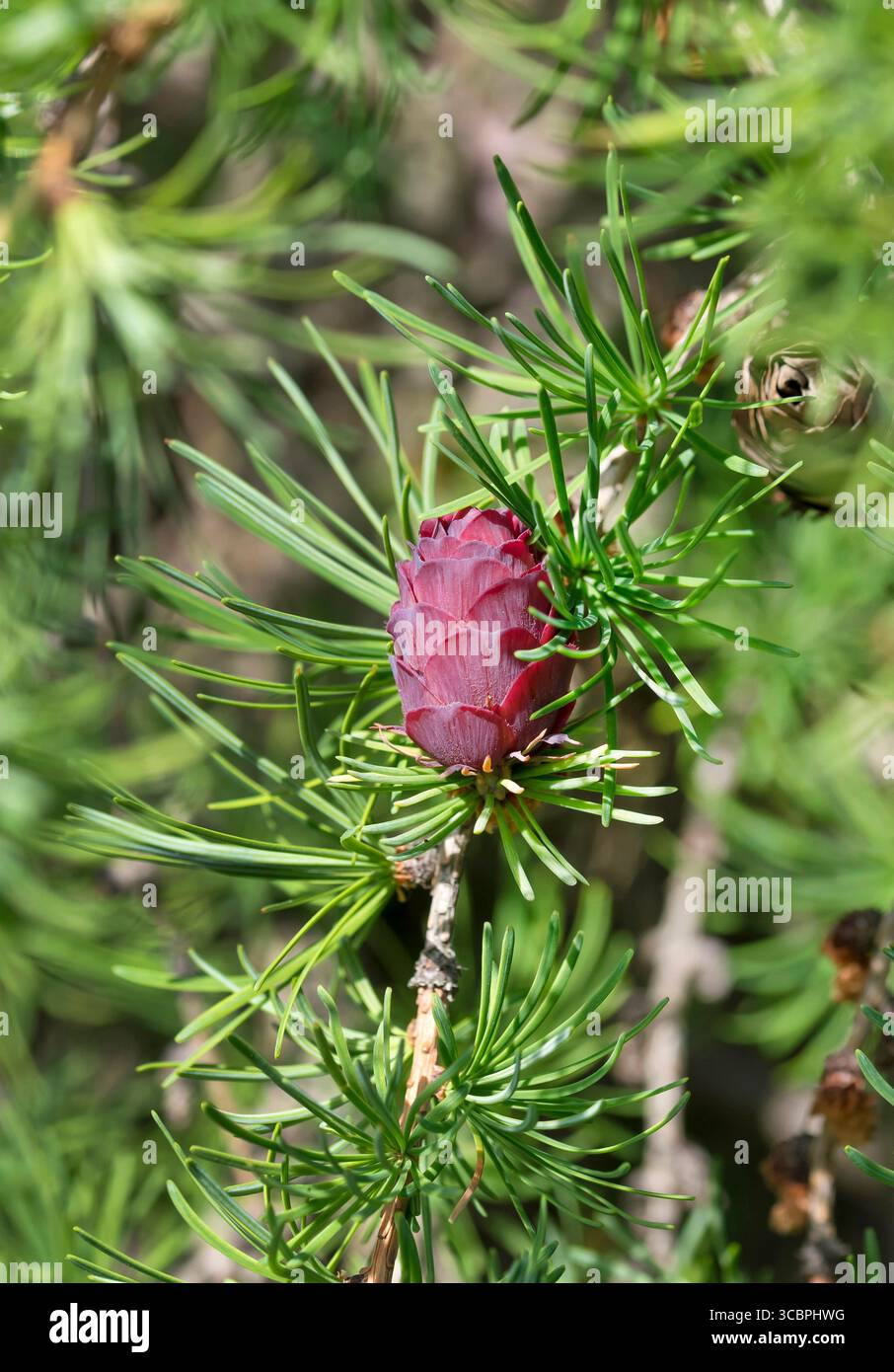 Stiff weeper hi-res stock photography and images - Alamy