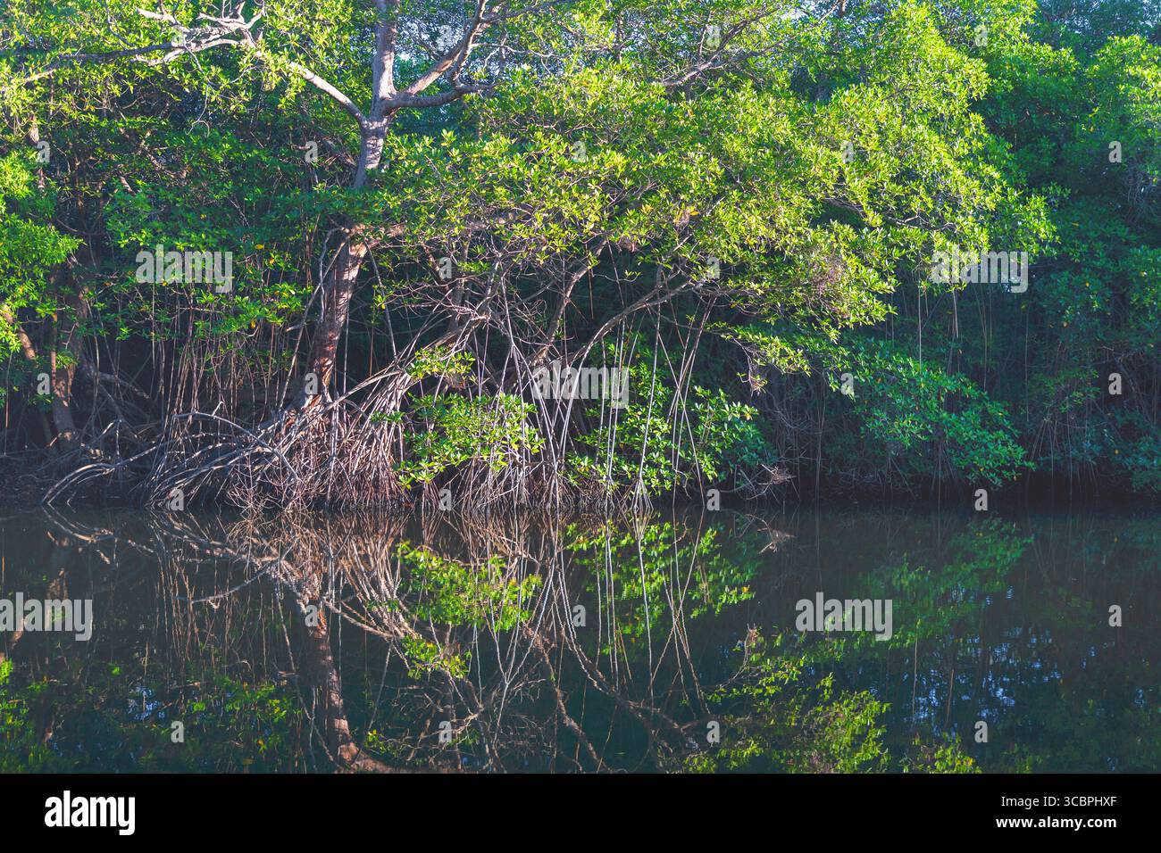 red mangrove (Rhizophora mangle), trees with stilt roots and aerial ...