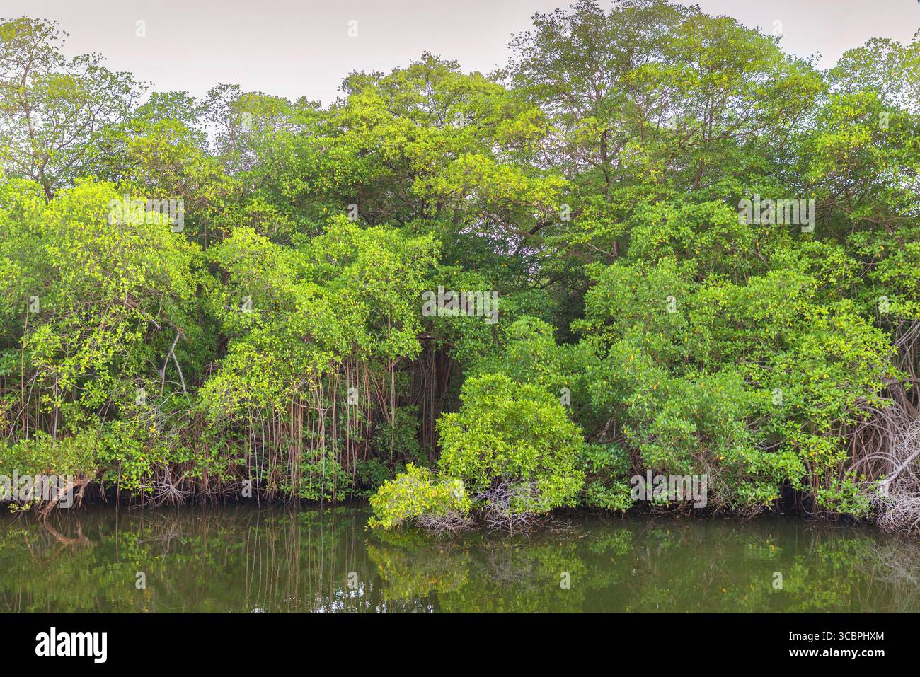 red mangrove (Rhizophora mangle), trees with stilt roots and aerial ...