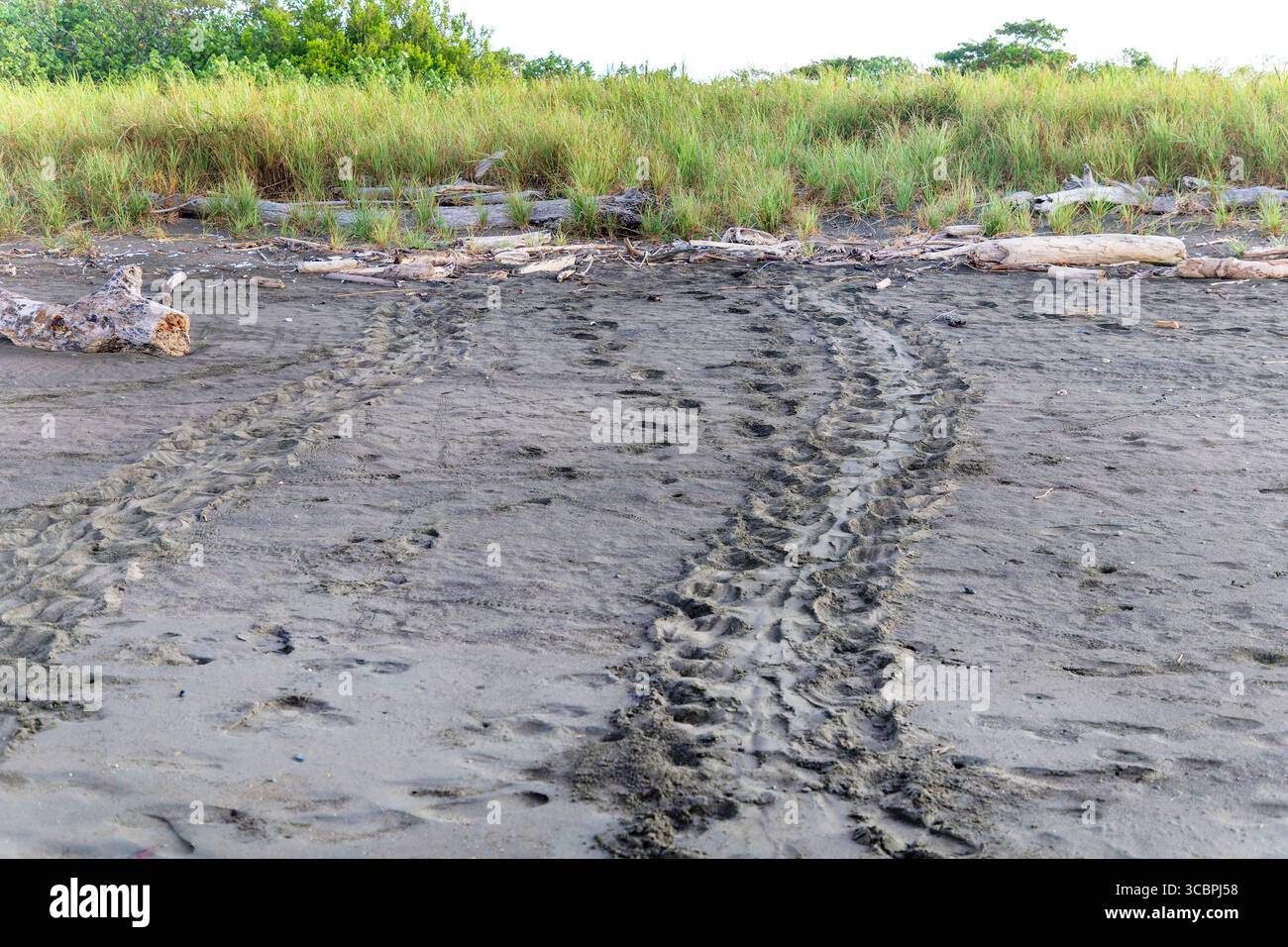 Olive ridley, Pacific ridley turtle, Olive ridley sea turtle, Pacific ...