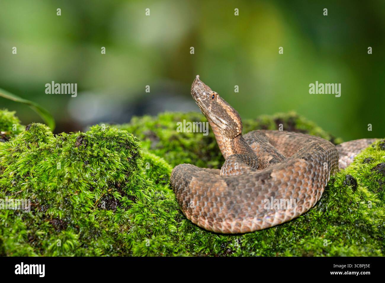 horned hognose pit viper, rainforest hognose viper (Porthidium nasutum ...