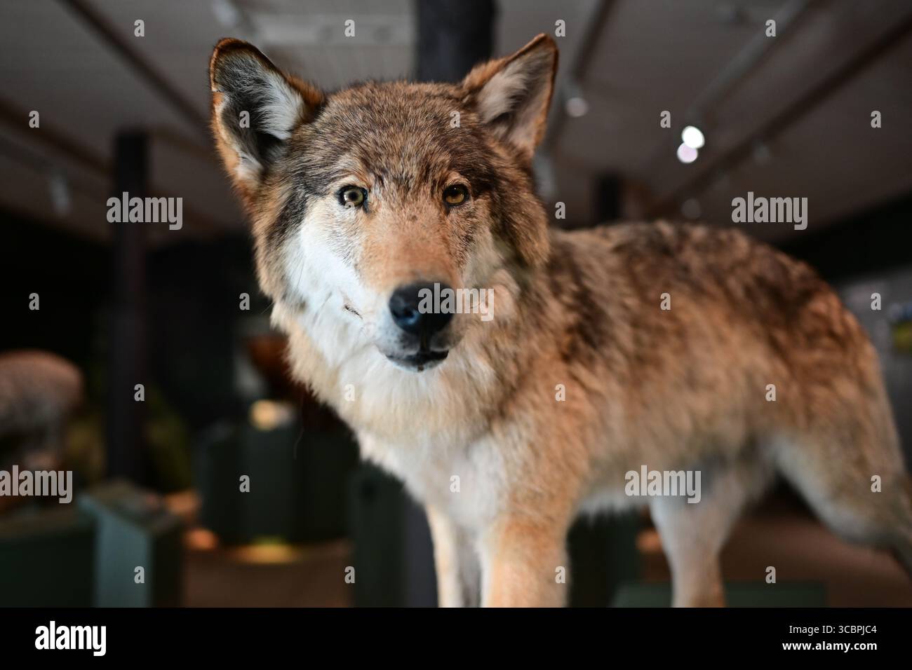 Siljansnäs, Dalarna, Sweden. June 30 2025. Naturum Dalarna Visitor ...