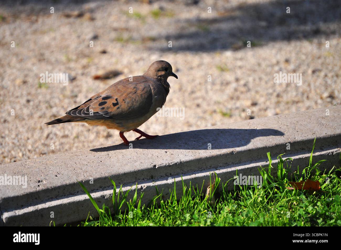 The mutilated hi-res stock photography and images - Alamy