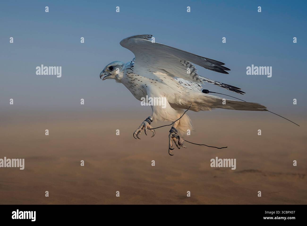 White falcon in mid-flight over desert landscape, wings spread wide ...
