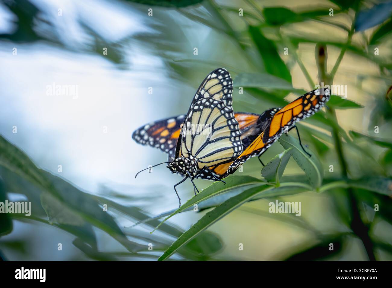 Mating Behavior of Endangered Monarch Butterflies on Green Foliage ...