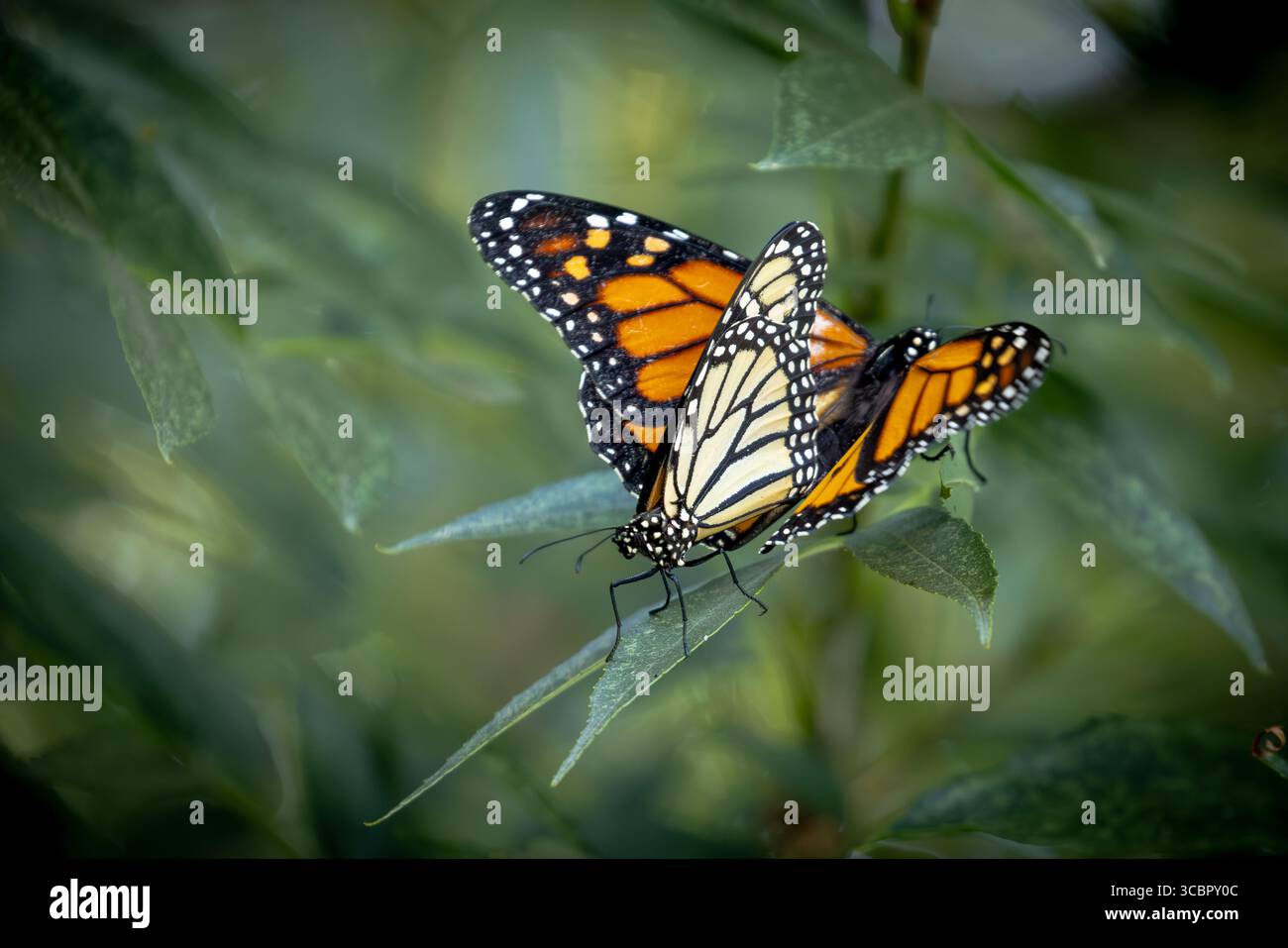 Mating Behavior of Endangered Monarch Butterflies on Green Foliage ...