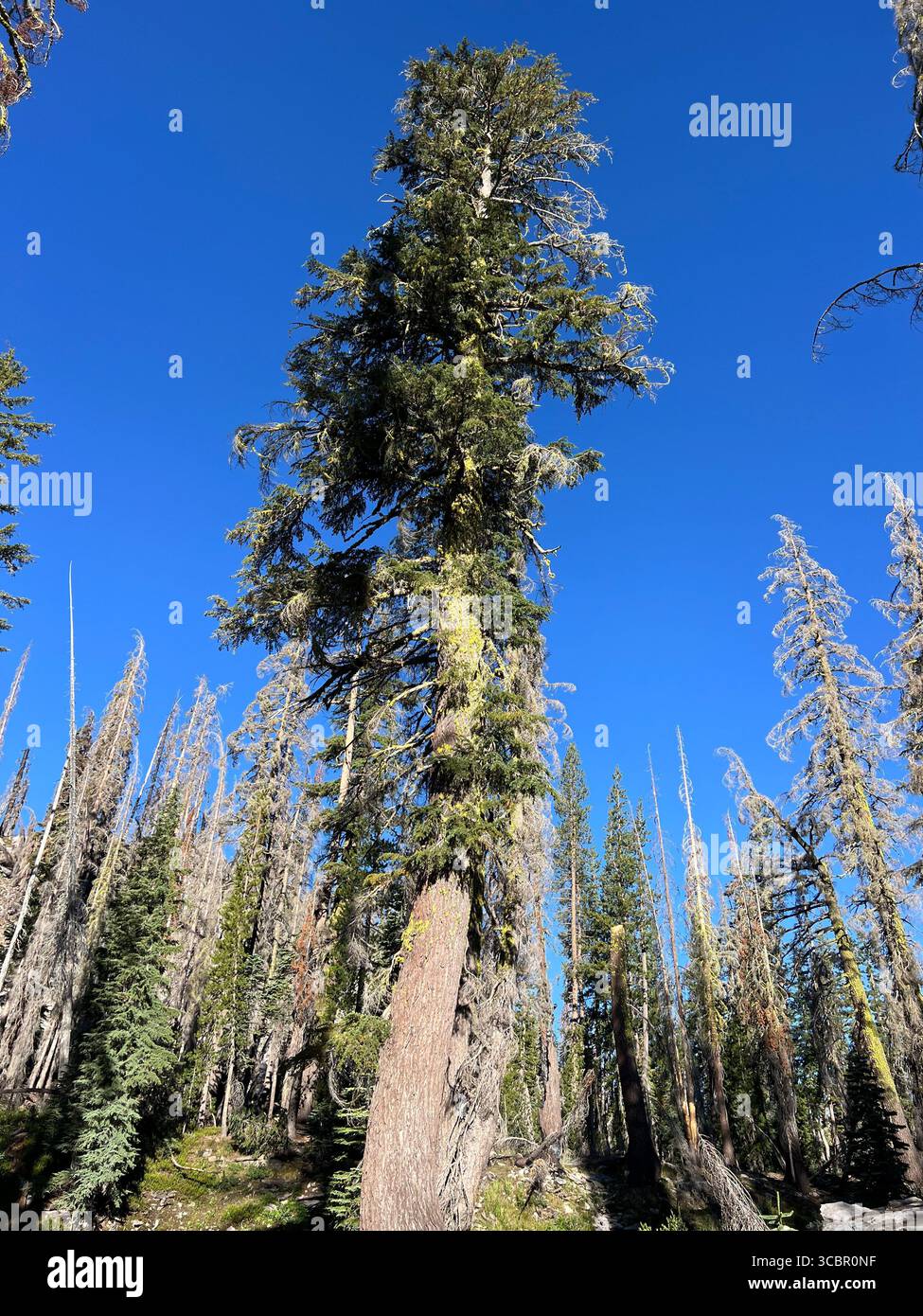 Forming the crown of the tree smartphone stock photos and images - Alamy