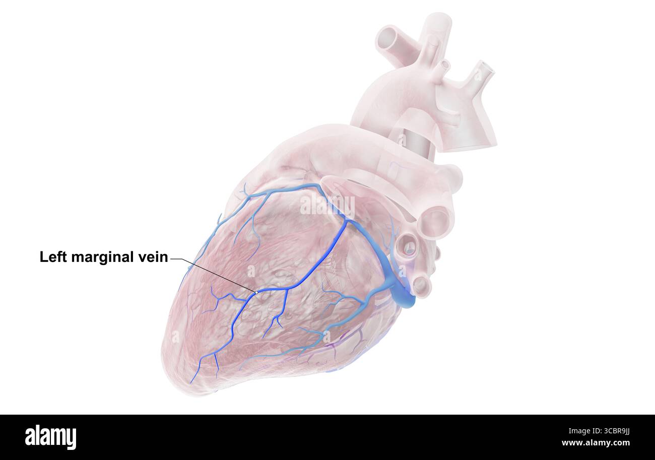 Illustration highlighting the left marginal vein of the human heart ...