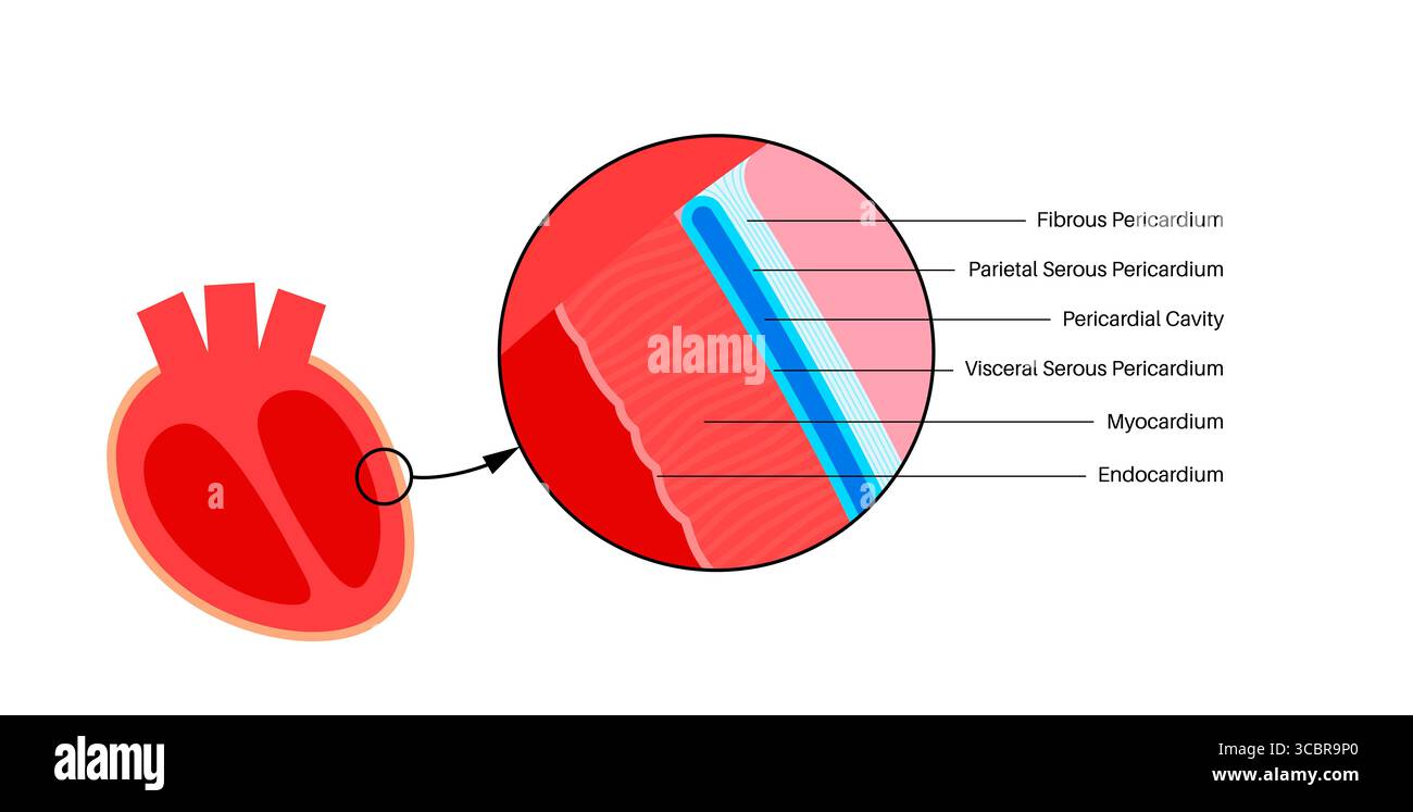 Illustration of the heart wall anatomy. The heart wall consists of thee ...