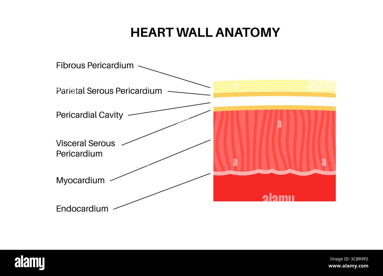 Heart wall structure endocardium Cut Out Stock Images & Pictures - Alamy