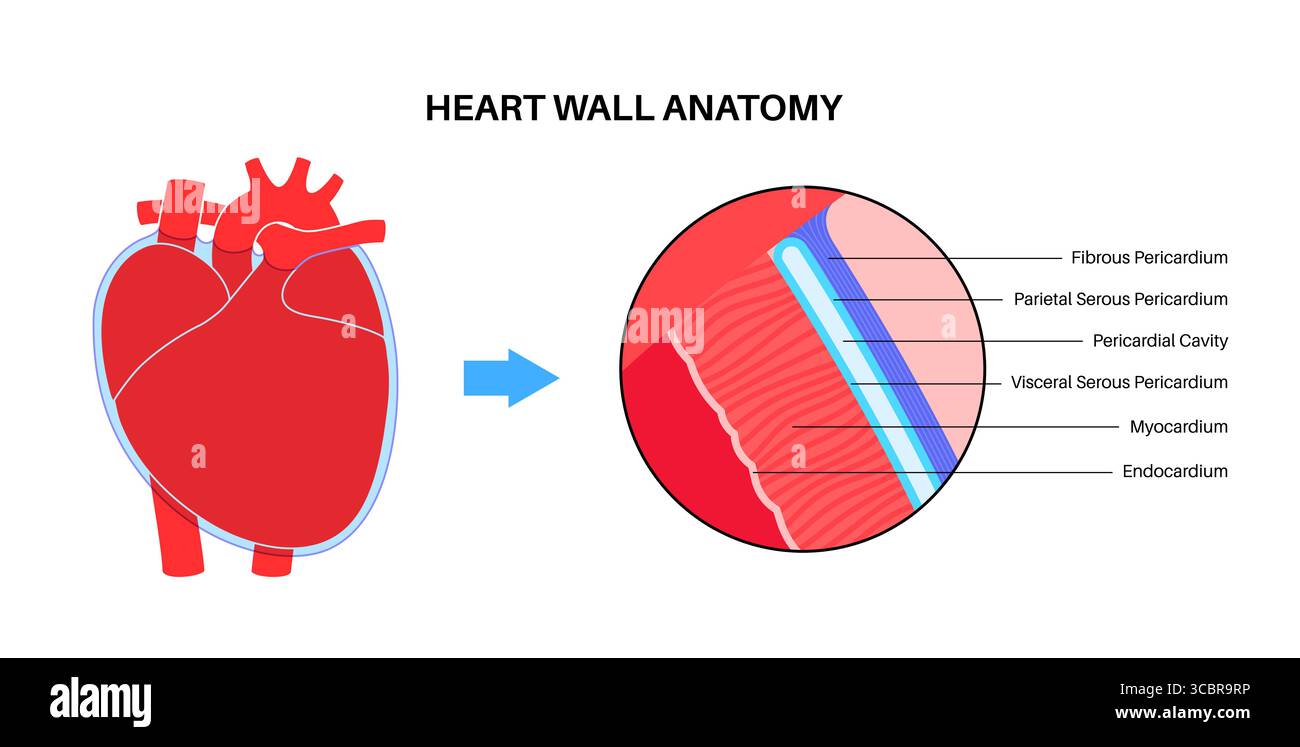 Illustration of the heart wall anatomy. The heart wall consists of thee ...