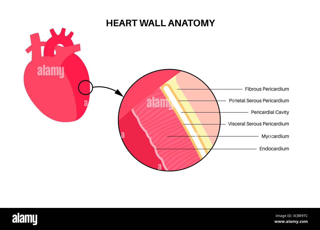 Illustration of the heart wall anatomy. The heart wall consists of thee ...
