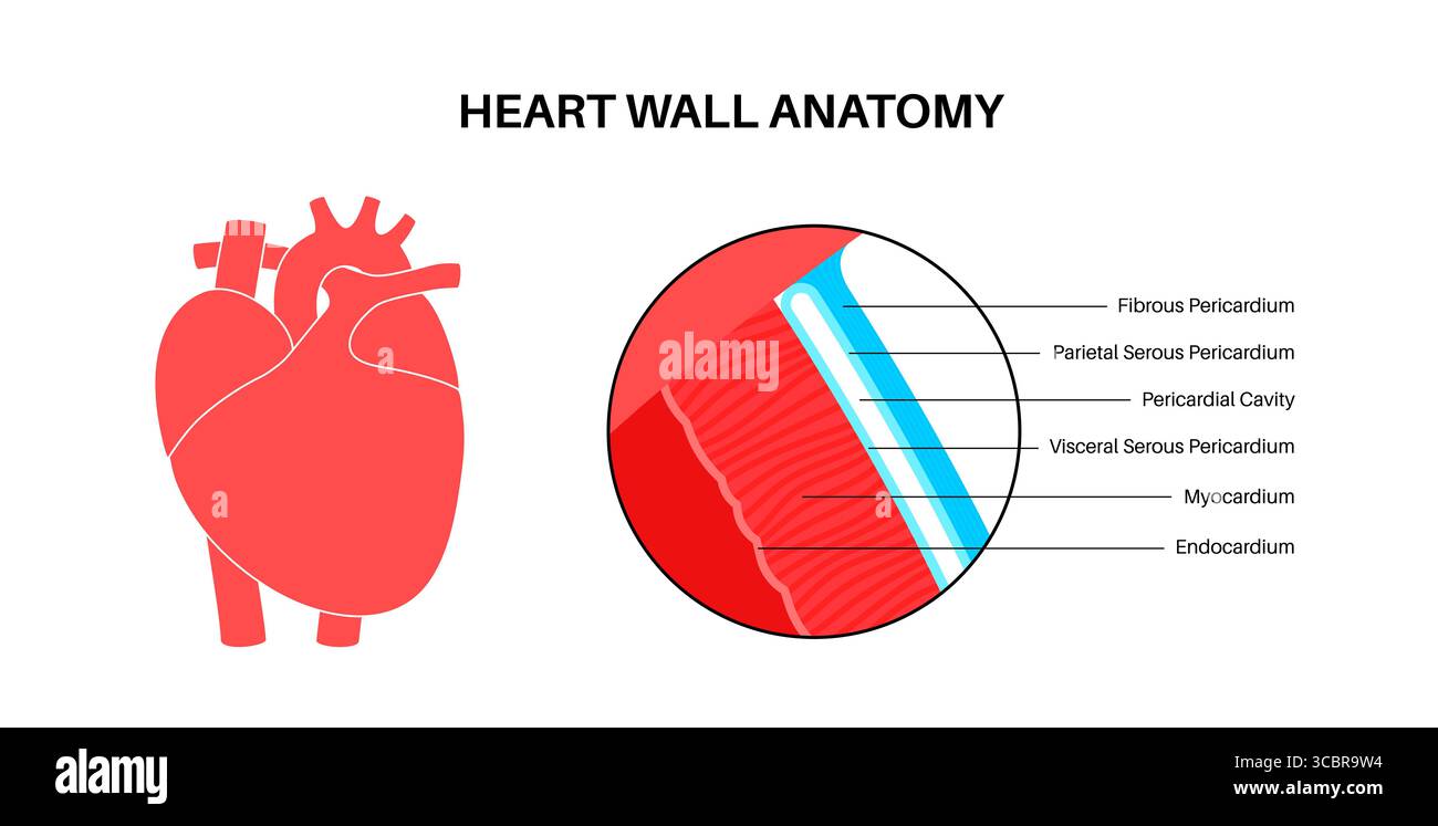 Muscle layers of the heart hi-res stock photography and images - Alamy