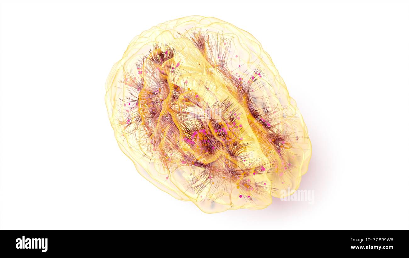 Conceptual illustration of connections within the brain. Based on ...