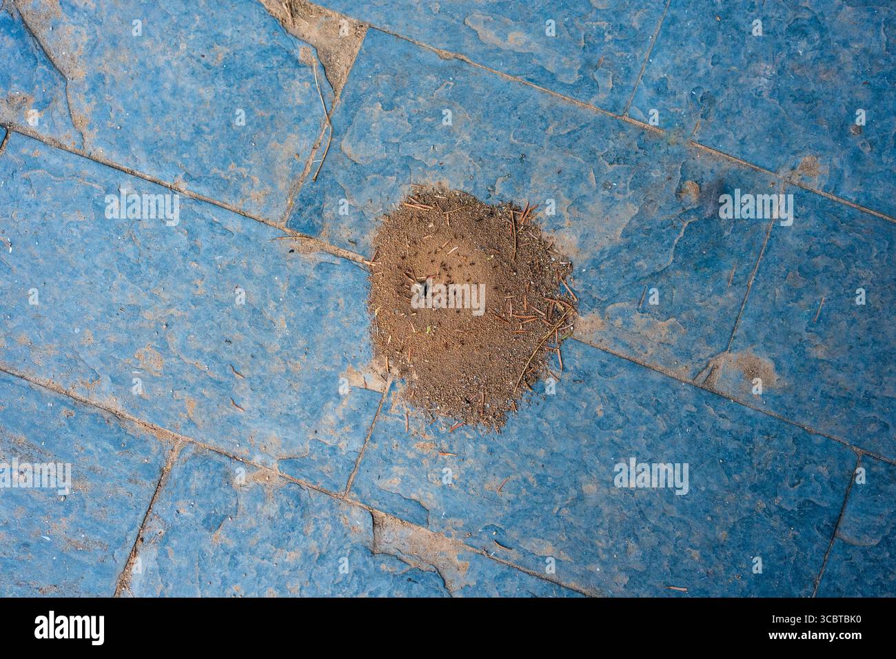Colony ants on ground in hi-res stock photography and images - Alamy