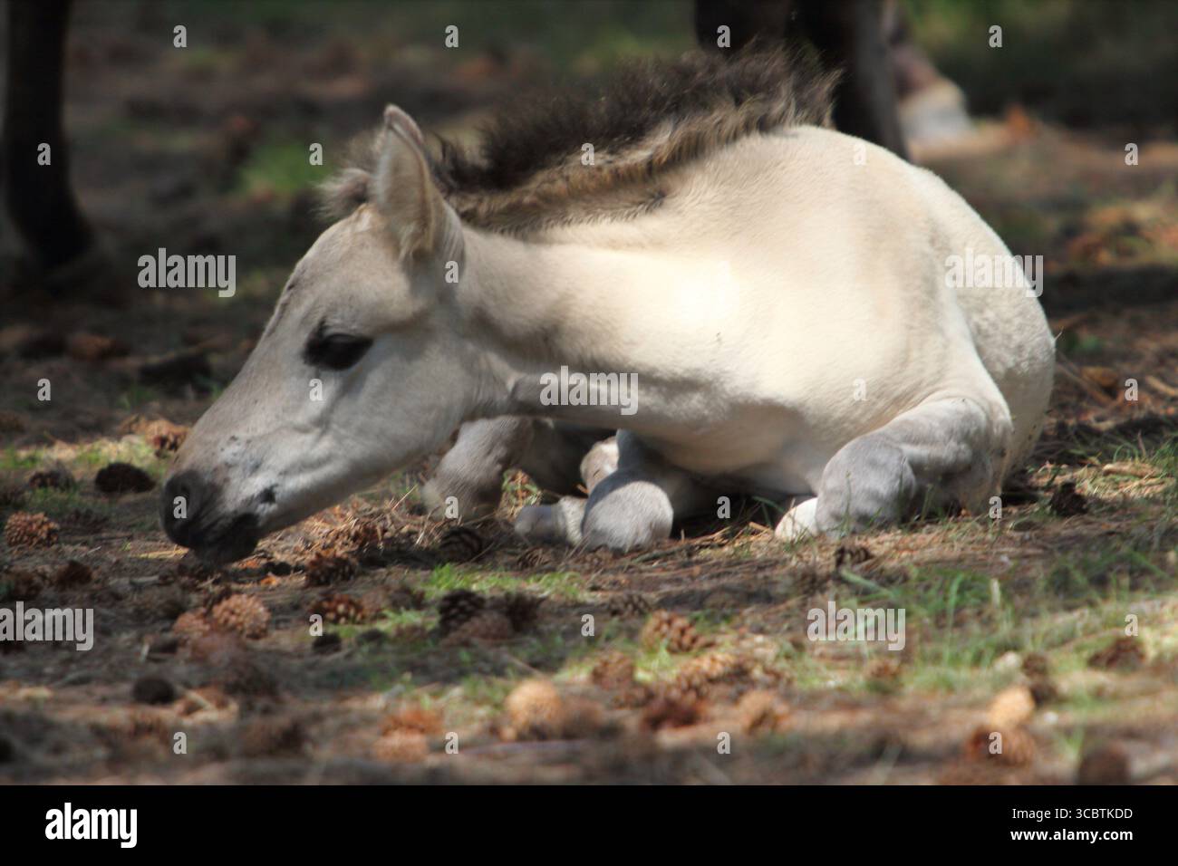 The Konik (Polish: konik polski or konik biłgorajski) or the Polish ...