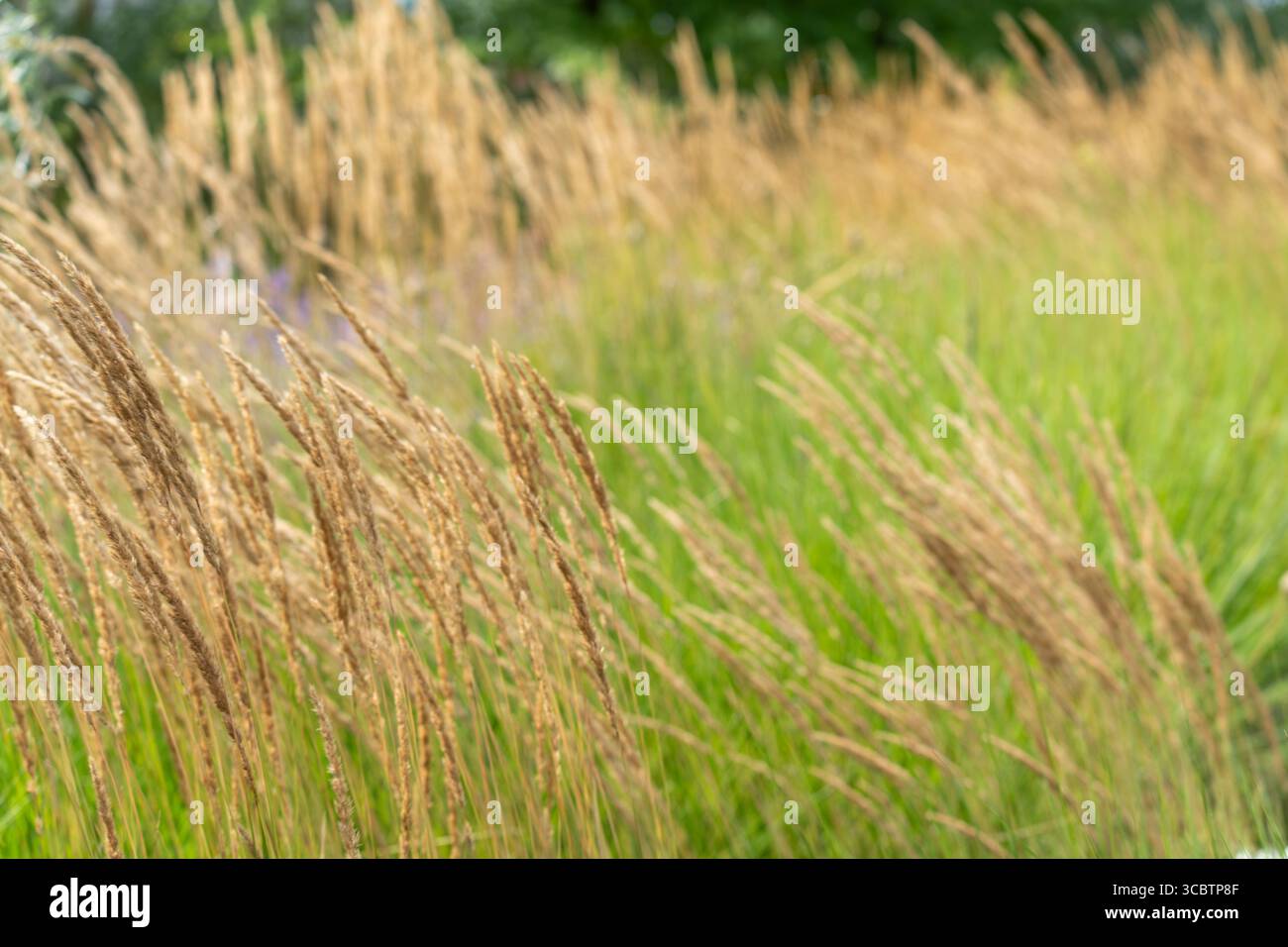 Yellow reeds bend wind hi-res stock photography and images - Alamy