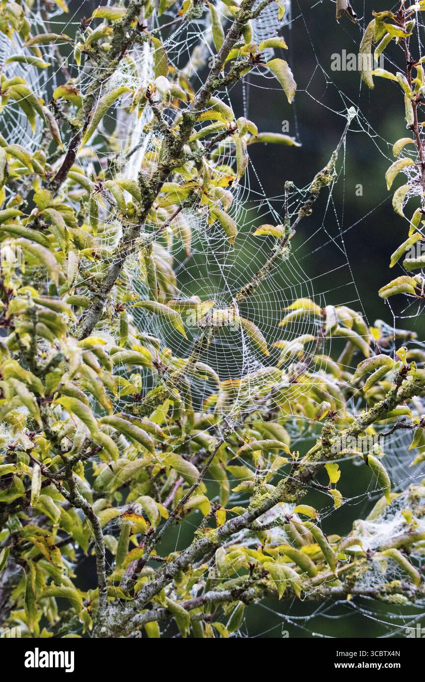 Multiple webs hi-res stock photography and images - Alamy