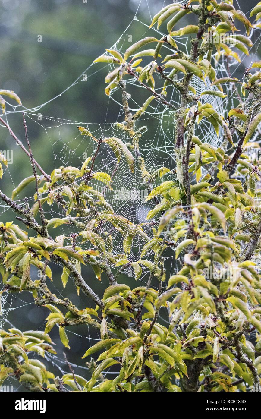 Spiders webs covered with dew hi-res stock photography and images - Alamy