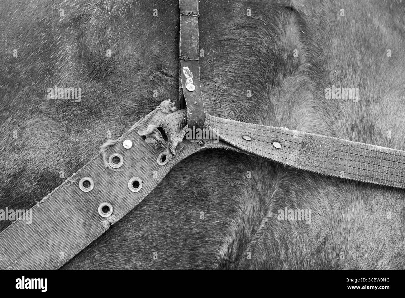 Equestrian monochrome tack detail hi-res stock photography and images ...