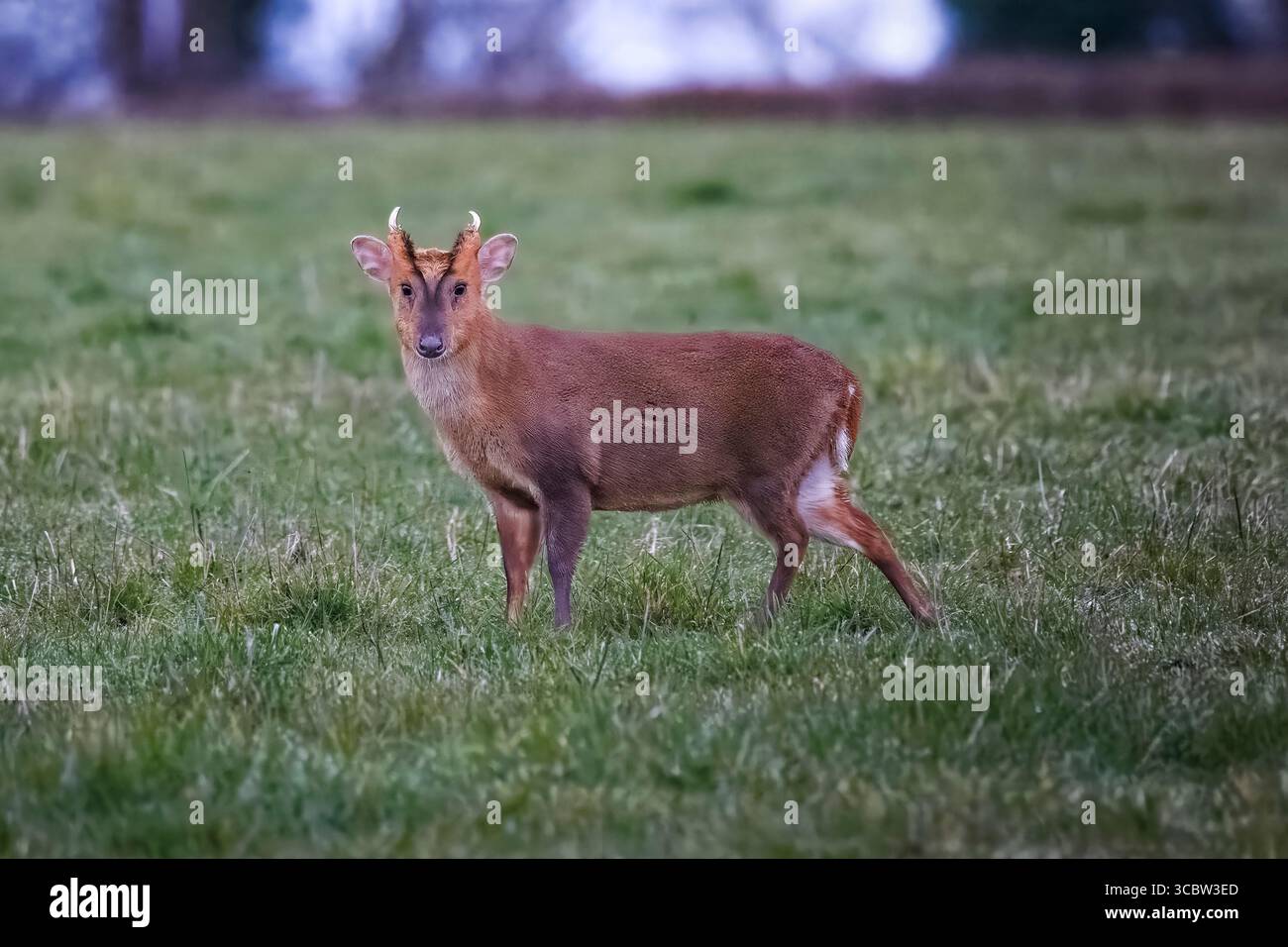 Country walking animals and wildlife hi-res stock photography and ...