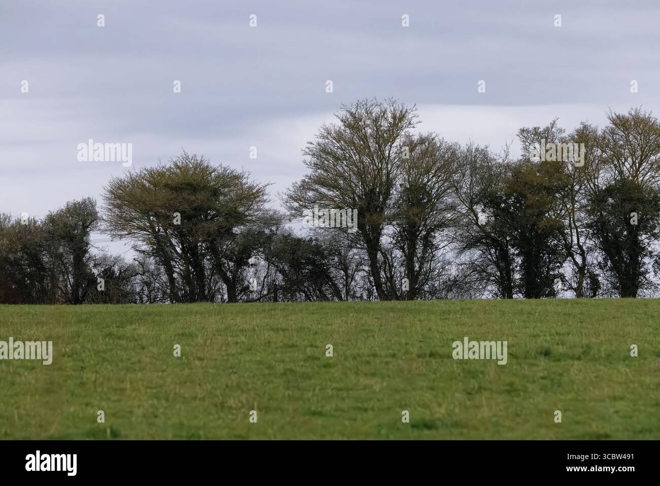 Woodland tree line hi-res stock photography and images - Alamy