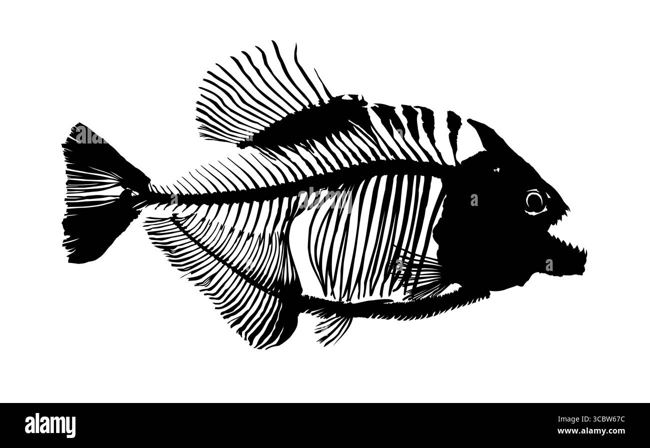 A Skeleton of big predatory sea fish Stock Vector Image & Art - Alamy