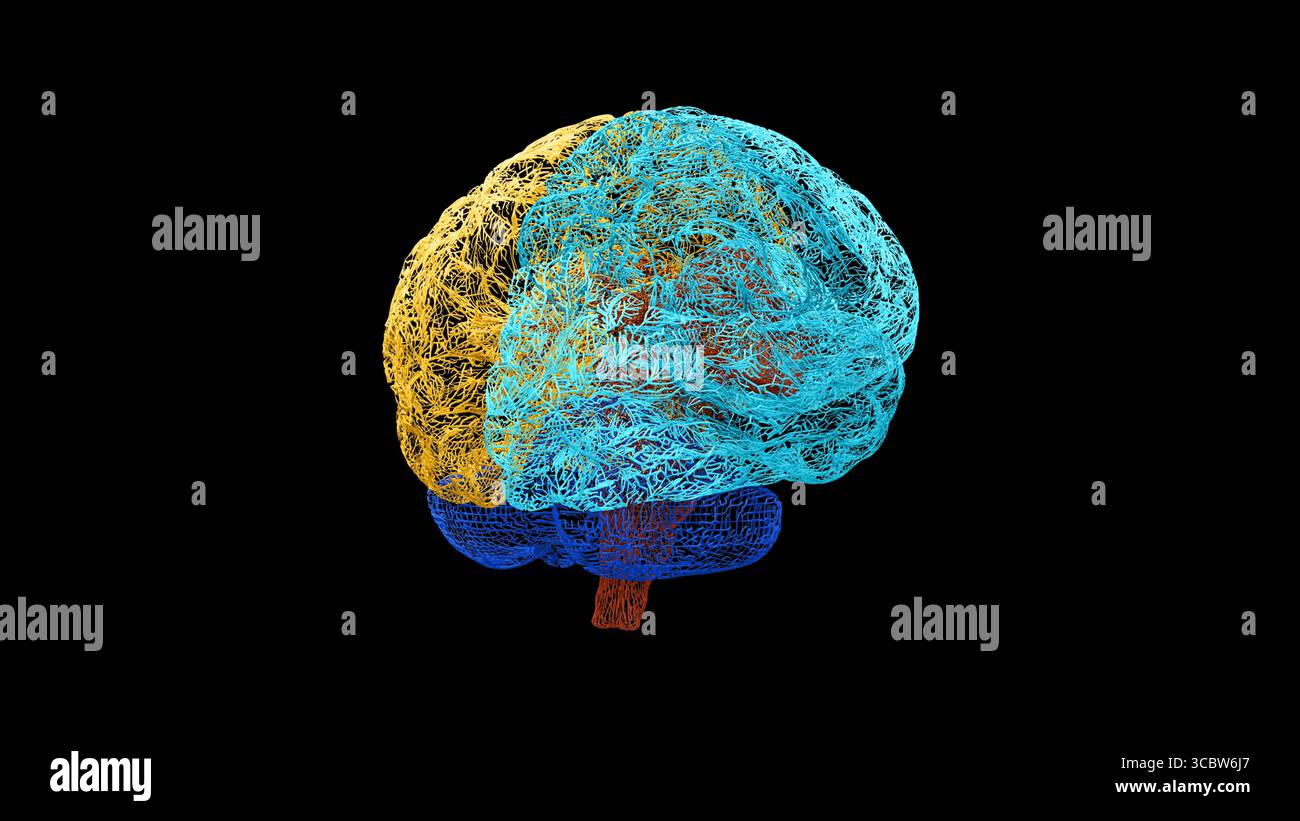 Posterior wireframe brain turned slightly right shows the cyan right ...