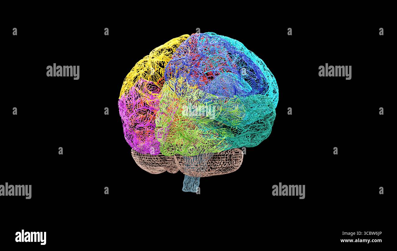 Wireframe visualization of the right hemisphere of the human brain ...